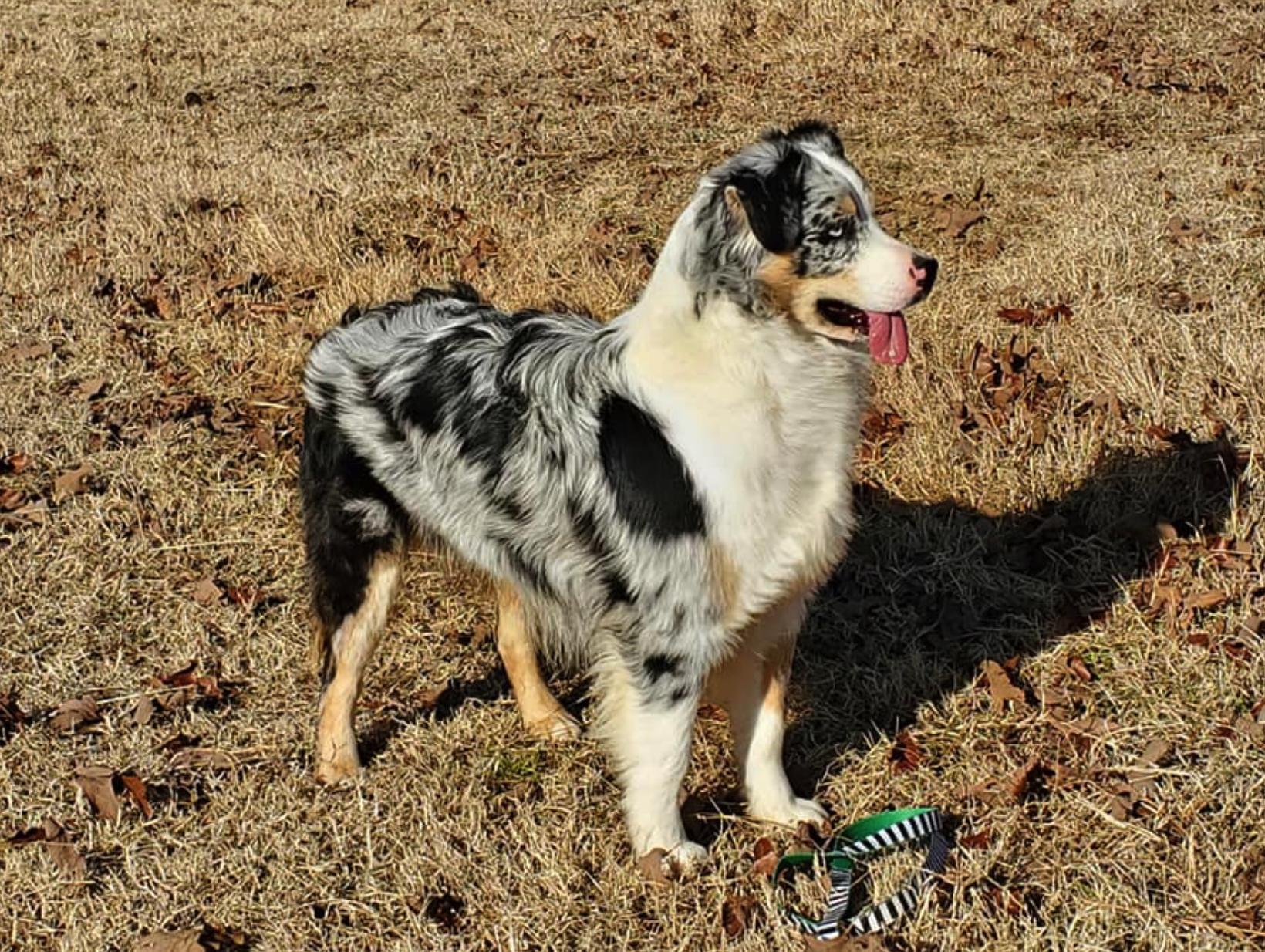 Diamond D Mini Aussies in Oklahoma | Miniature Australian Shepherd ...