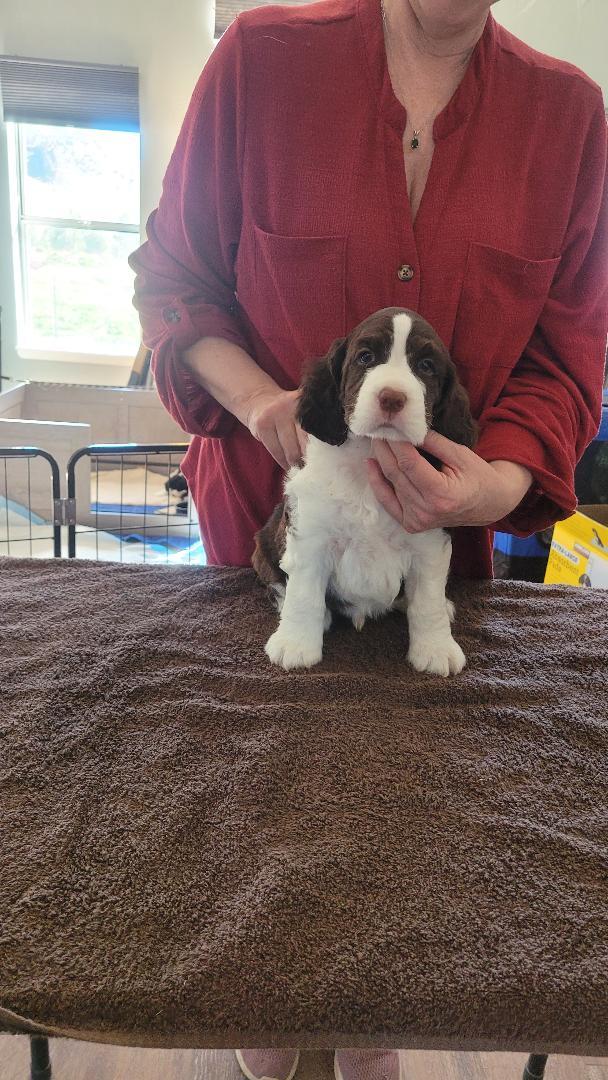 Karen's English Springer Spaniels in California | English Springer ...