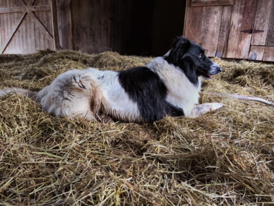 Franklin Farm Collies in North Carolina | Old Time Scotch Collie ...