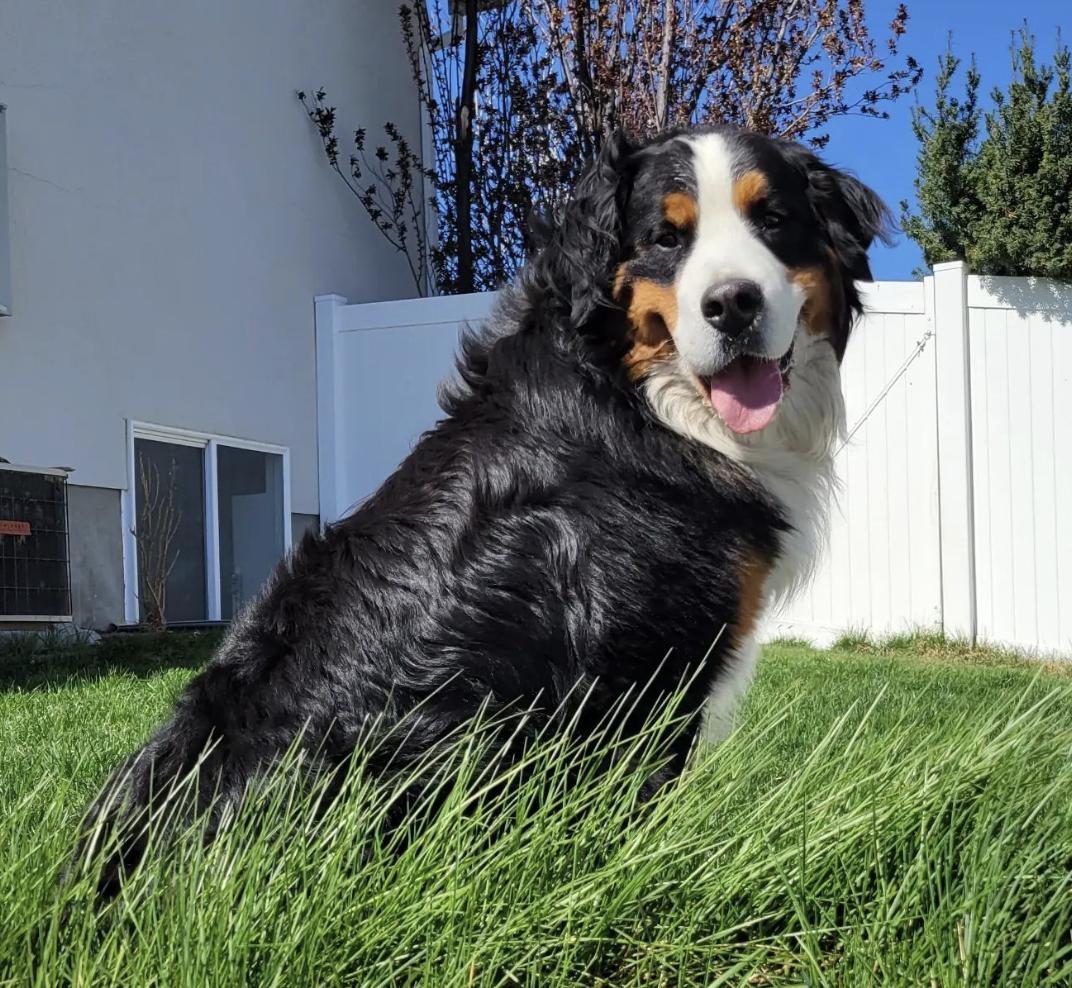 Premium Puppies in Utah | Bernese Mountain Dog and Cavalier King ...