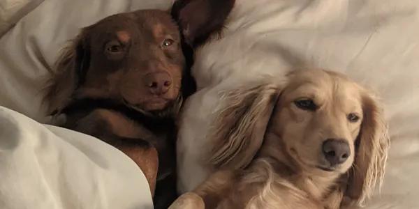 Dare Devil Dachshunds in North Carolina | Dachshund puppies | Good Dog