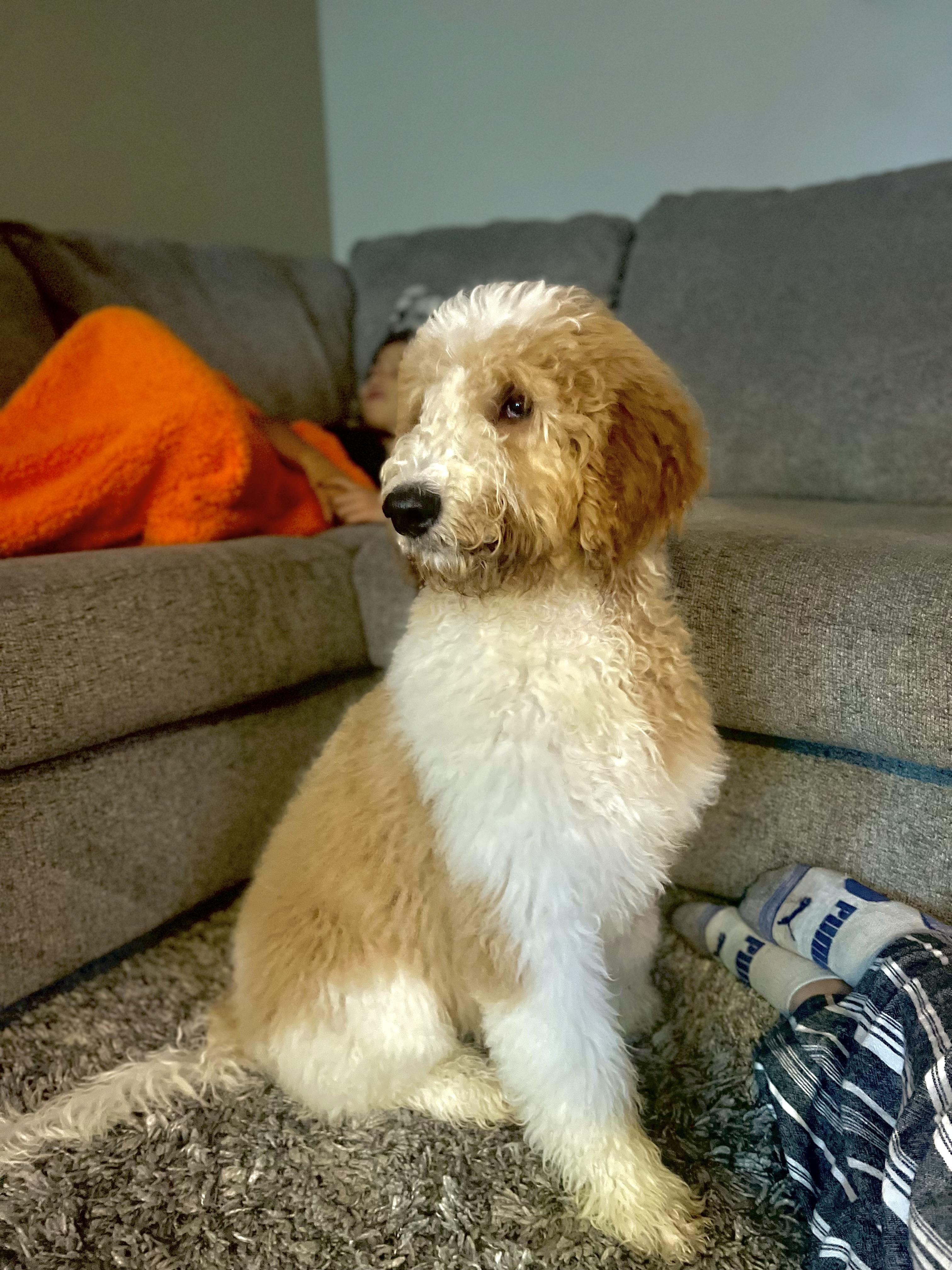 Tran Clan Doodles in Michigan | Goldendoodle puppies | Good Dog
