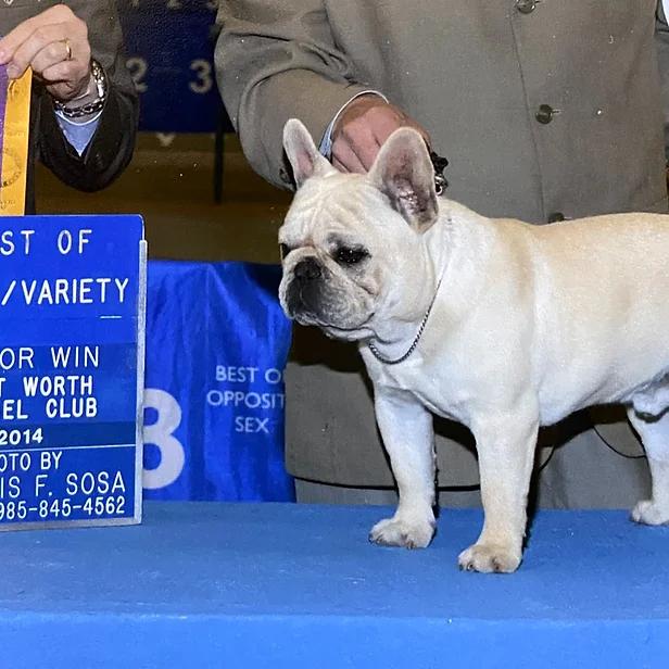 East 40 Frenchies in Texas | French Bulldog puppies | Good Dog
