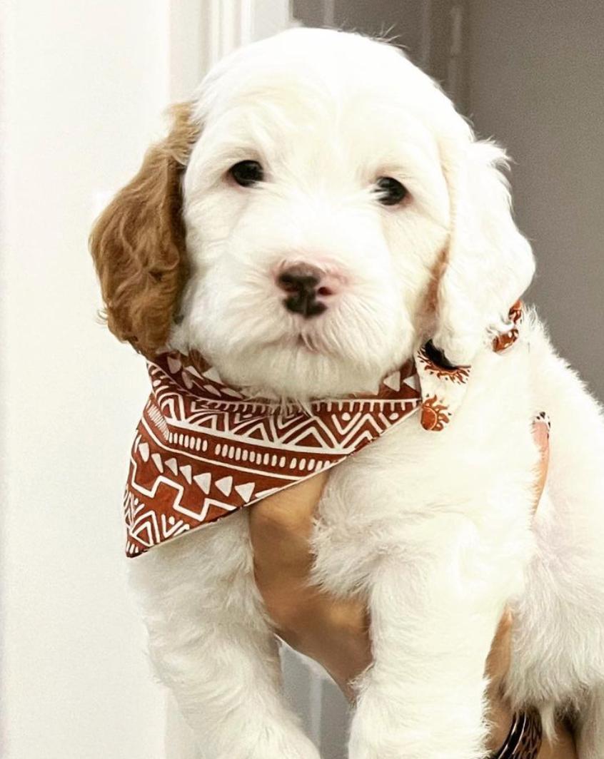 Posh Paws Puppies in Texas | Goldendoodle and Labradoodle puppies ...
