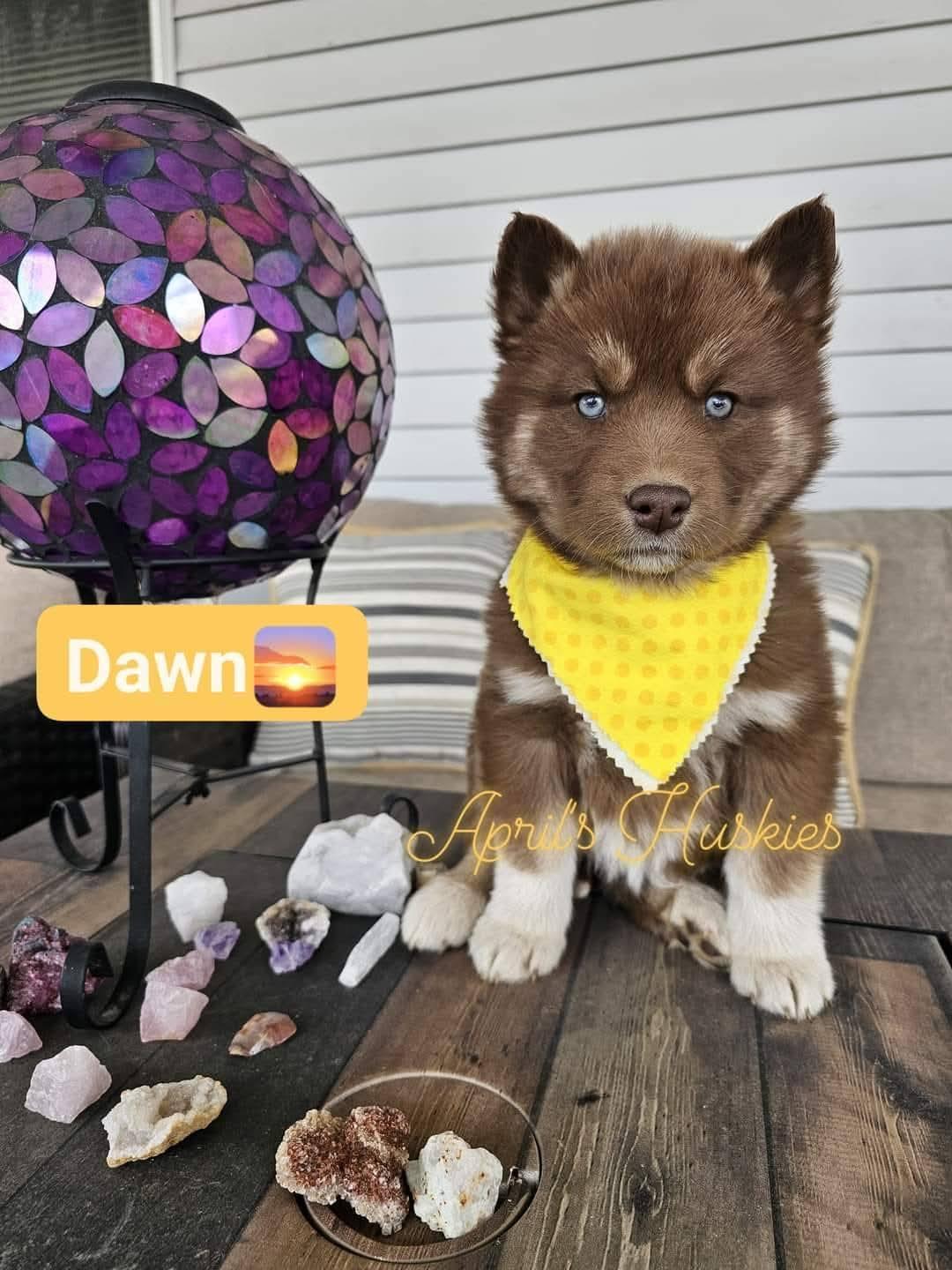 April's Huskies in Indiana | Siberian Husky puppies | Good Dog