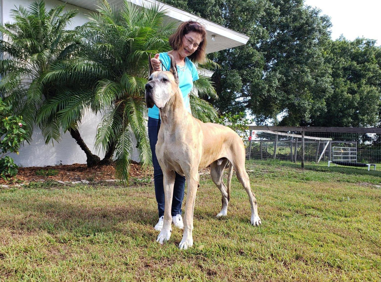 MoonRiver Danes in Florida | Great Dane puppies | Good Dog