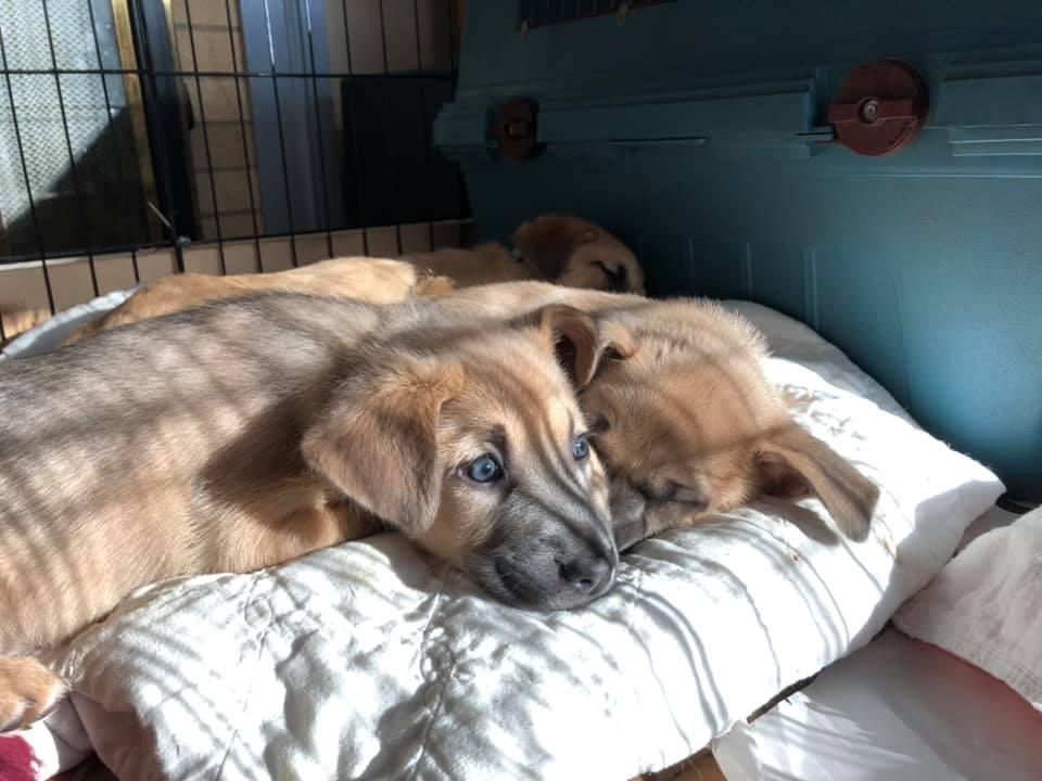 Granite Hill Chinooks in New Hampshire | Chinook puppies | Good Dog