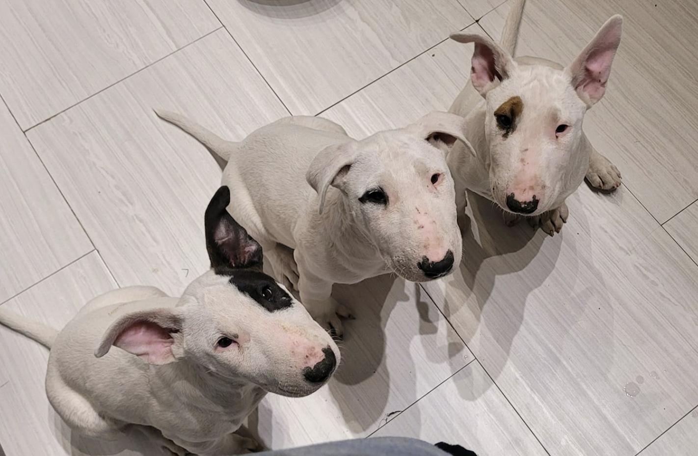 Golani's Warriors in Texas | Bull Terrier puppies | Good Dog