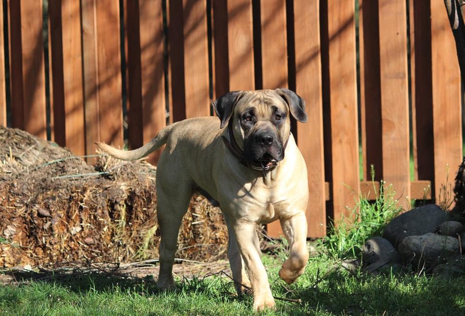 American Platinum Boerboels in | Boerboel puppies | Good Dog