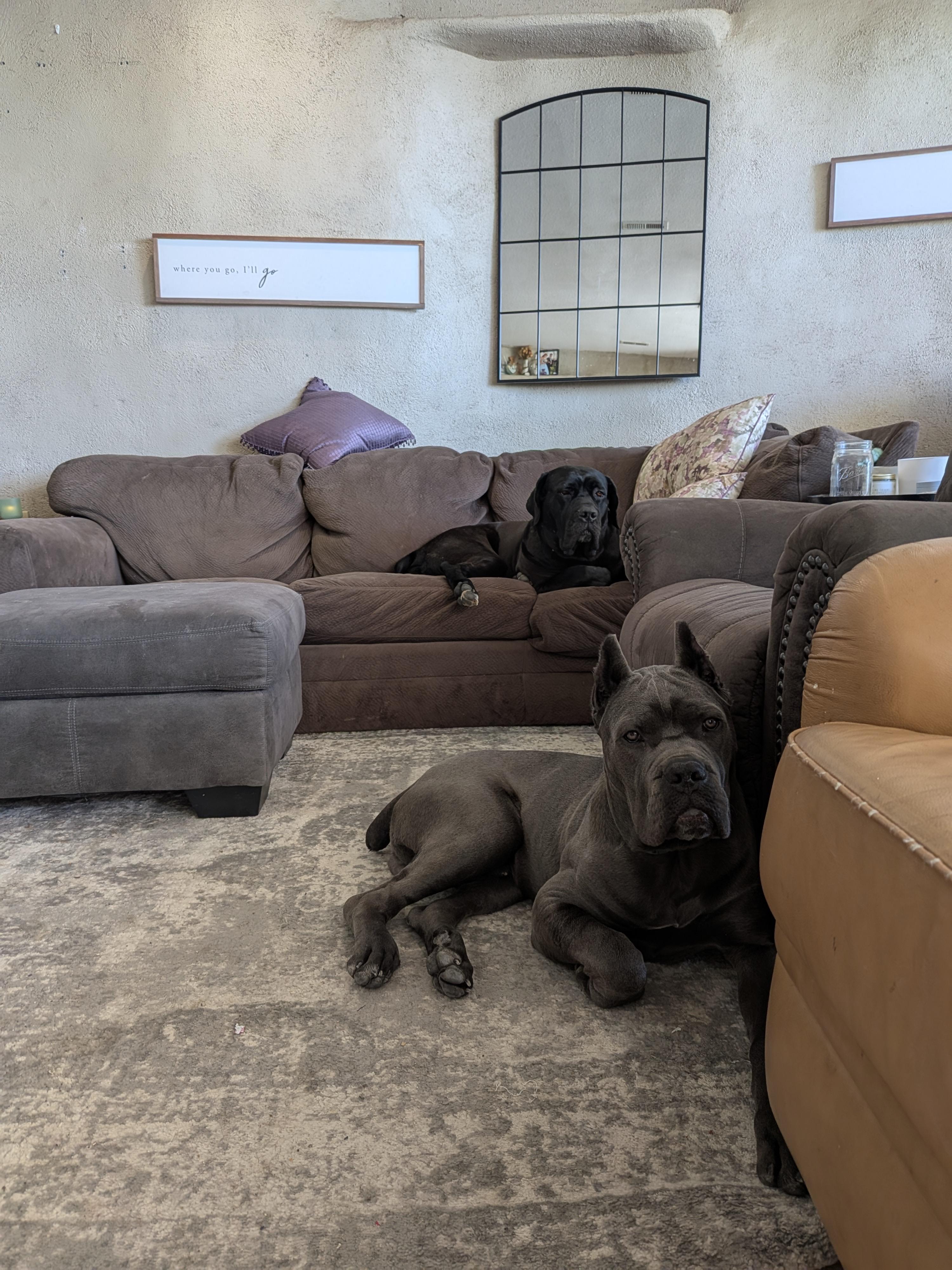 Earth and Ship Cane Corso in Colorado | Cane Corso puppies | Good Dog