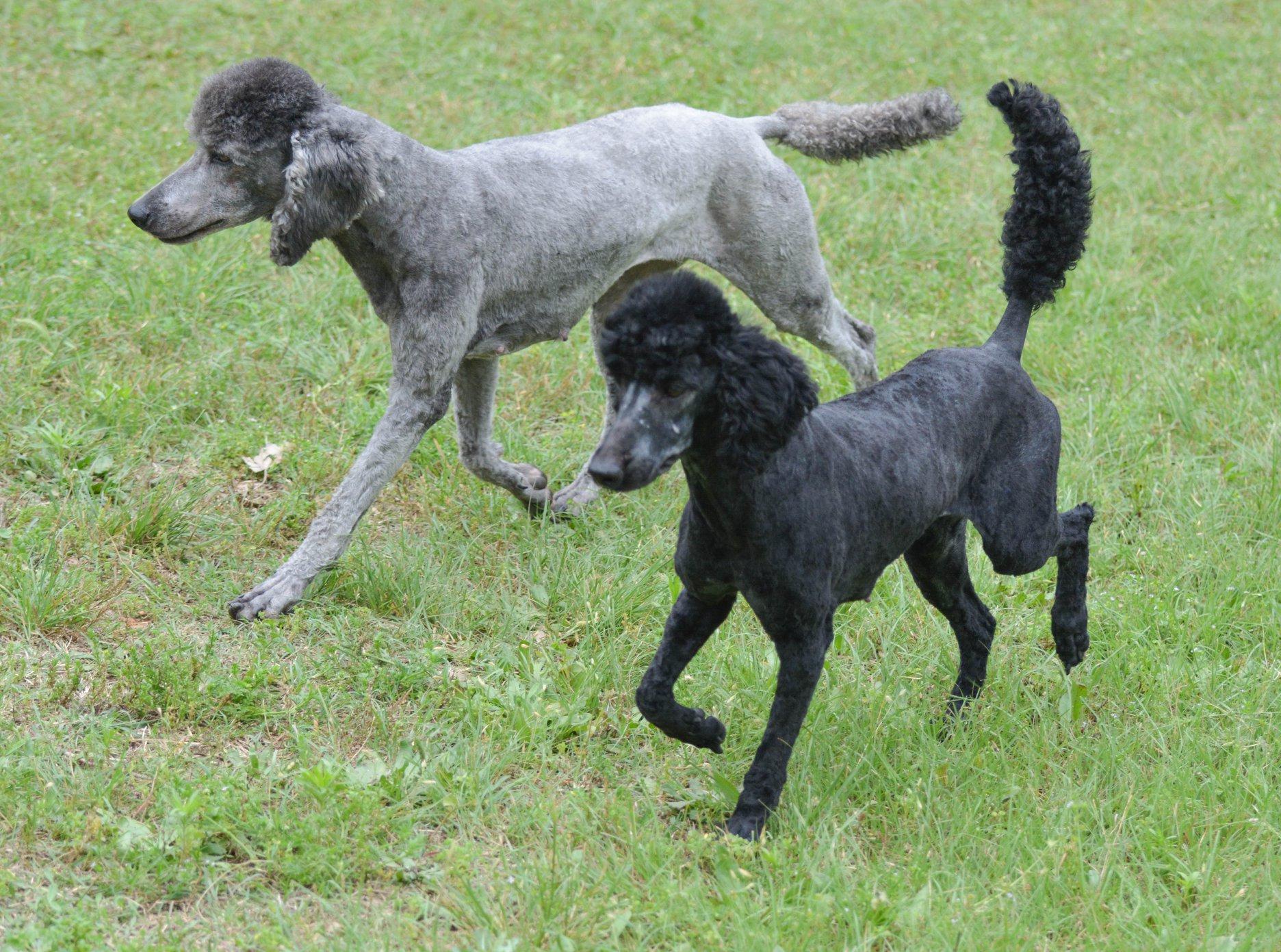 Karbit Poodles in Texas | Poodle puppies | Good Dog