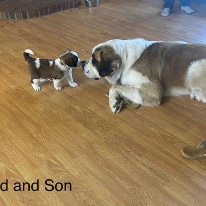 BnC Breeders in North Carolina | Saint Bernard puppies | Good Dog
