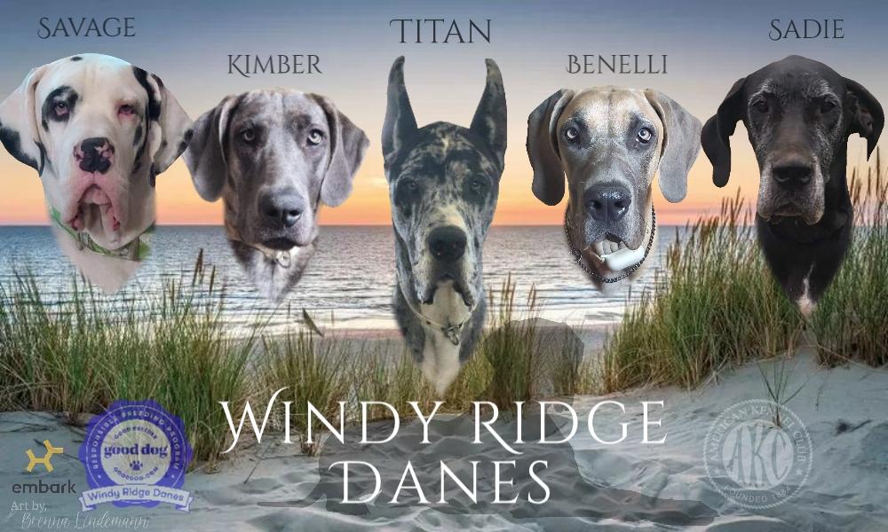 Windy Ridge Danes in Ohio | Great Dane puppies | Good Dog