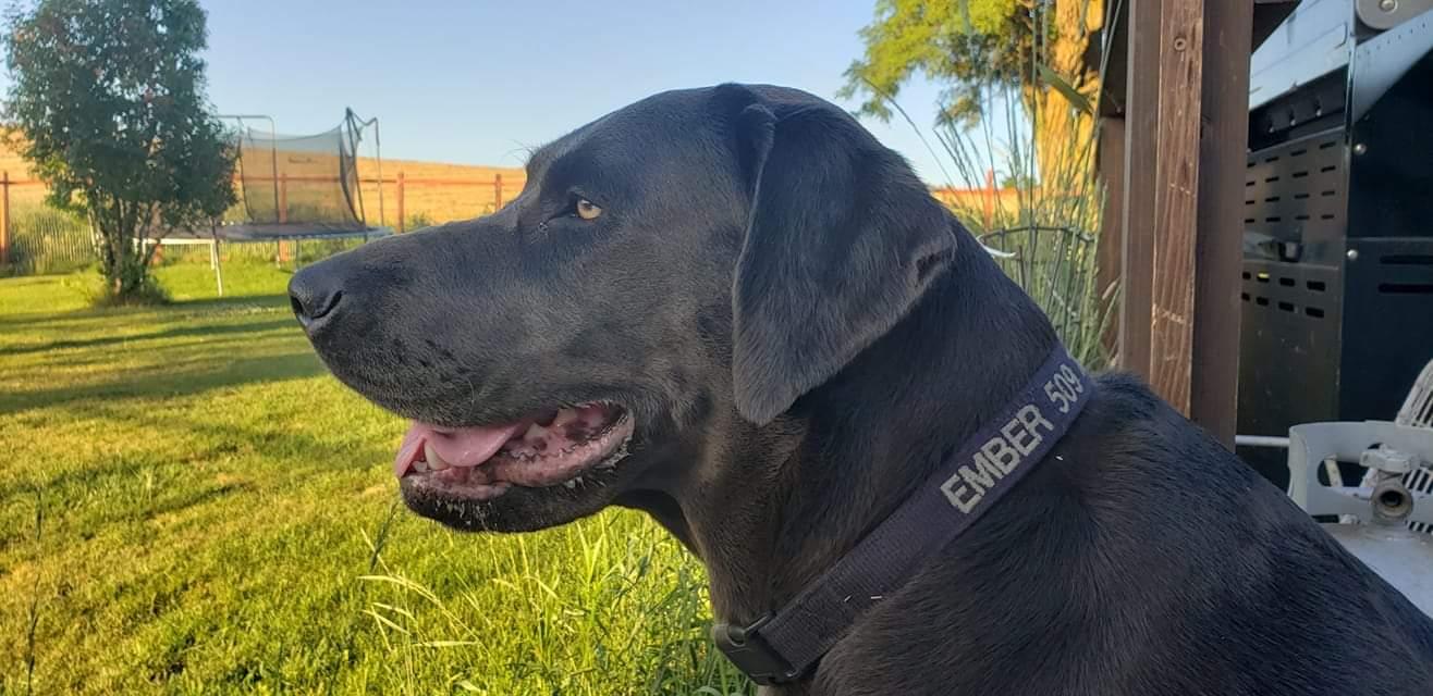 McDigger in Washington | Labrador Retriever puppies | Good Dog