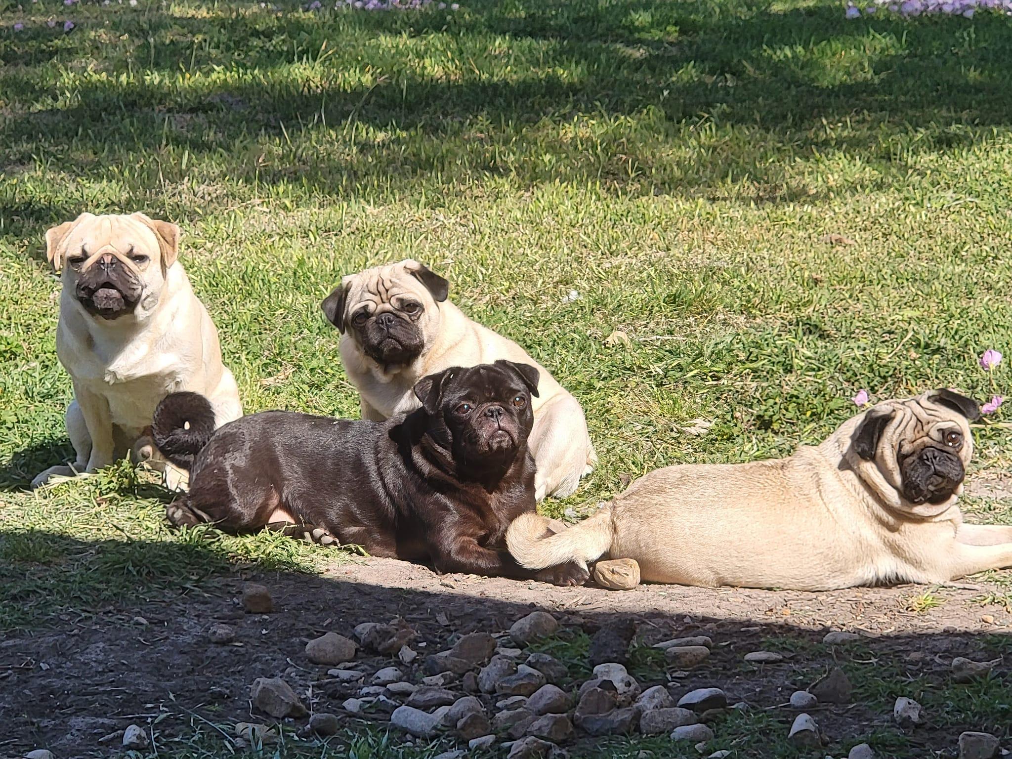 Yager Grumble South Texas Pugs in Texas | Pug puppies | Good Dog