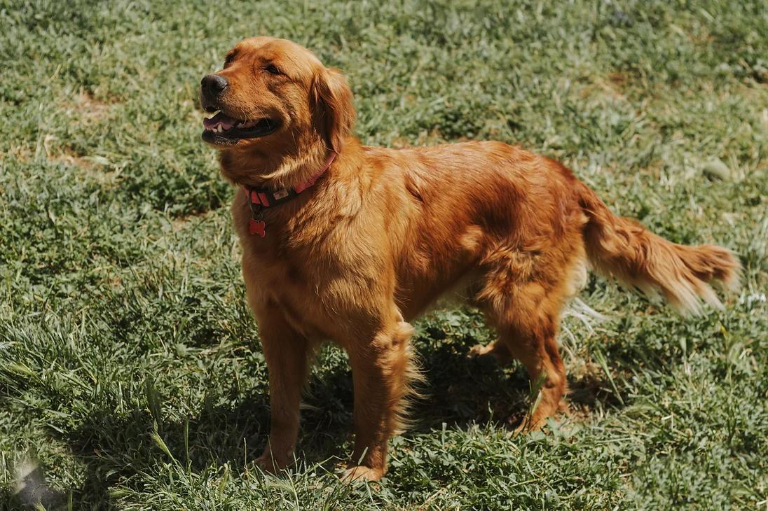 Contango Goldens in California | Golden Retriever puppies | Good Dog