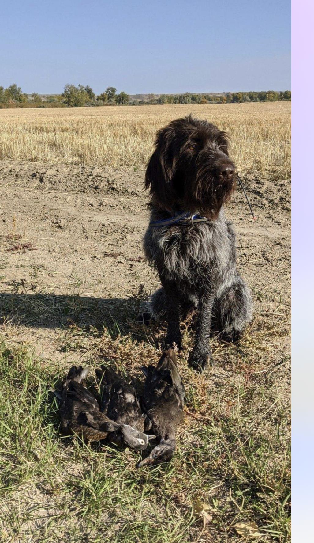 Two Rivers Kennels - Wirehaired Pointing Griffons in Montana ...
