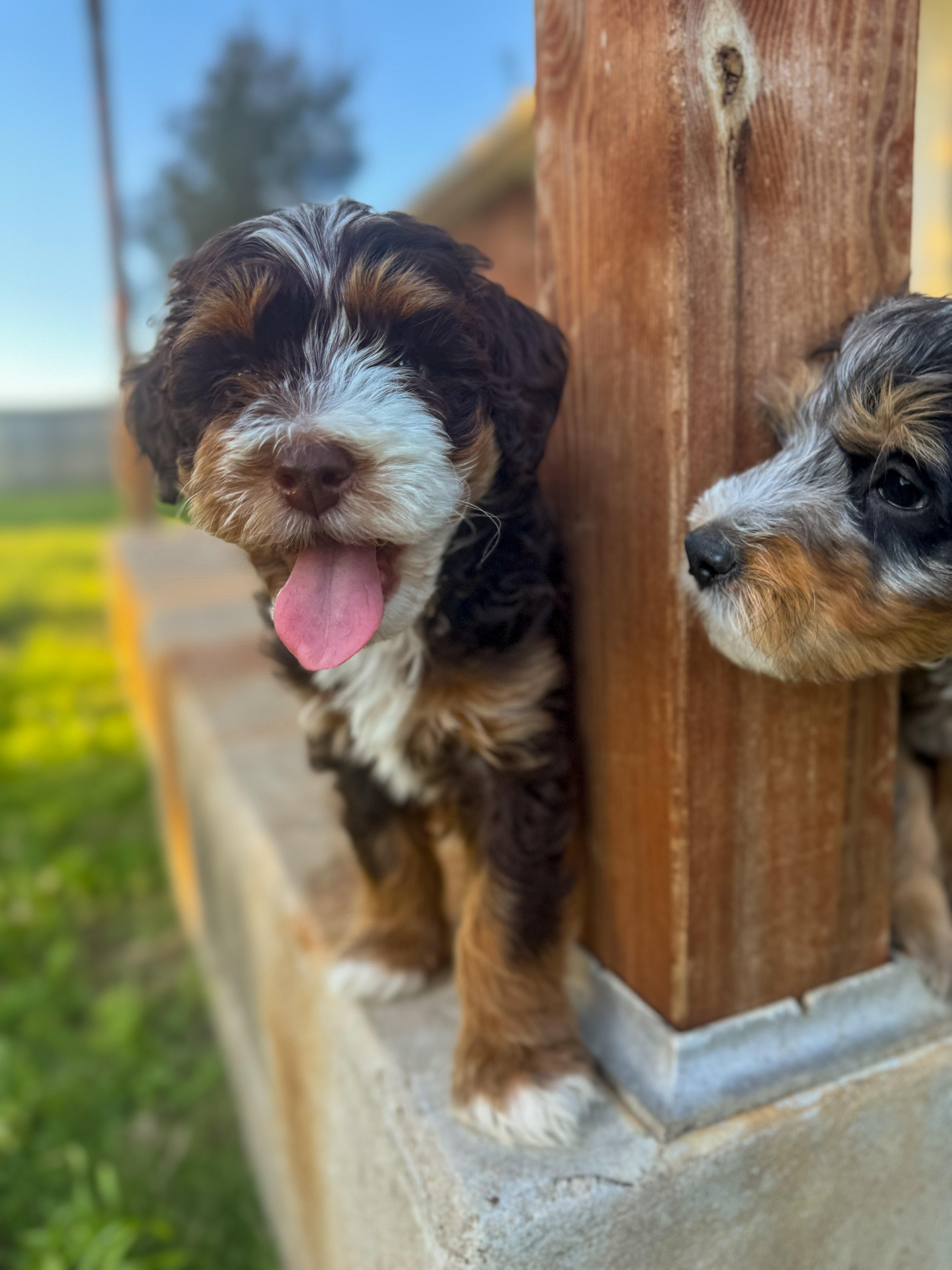 Mop Top Doodle Co. in Oklahoma | Bernedoodle, Cavapoo, Cockapoo, Poodle ...