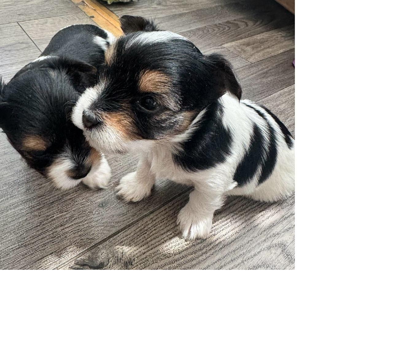 Yorkie Wonderlands in California | Yorkshire Terrier puppies | Good Dog