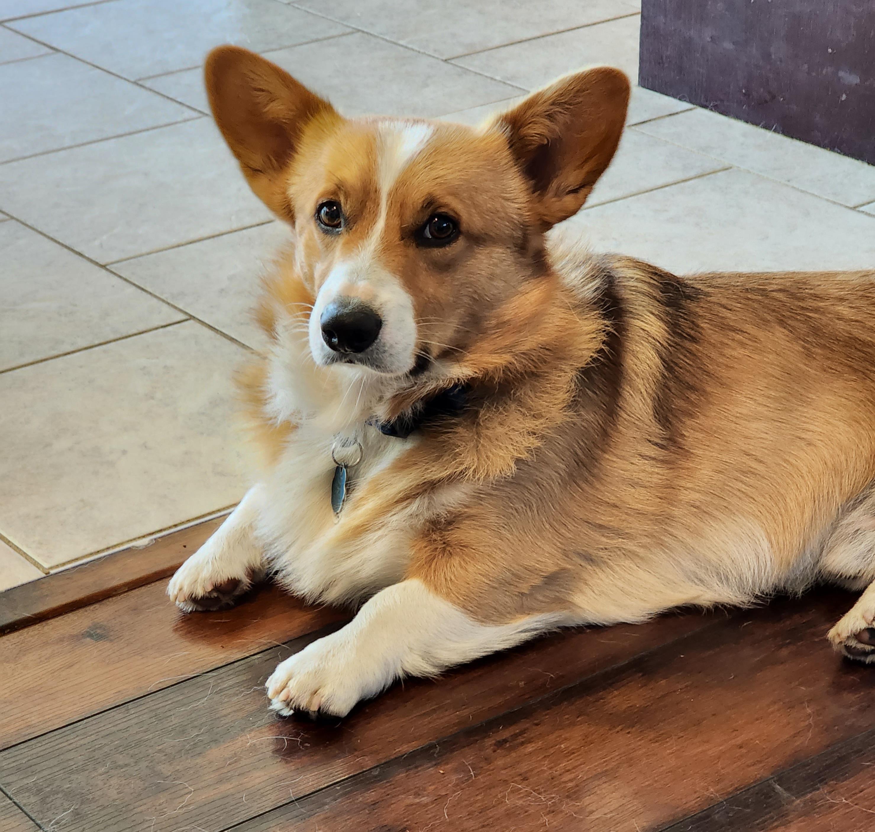 Wigglebutts American Corgis in Washington | Pembroke Welsh Corgi and ...