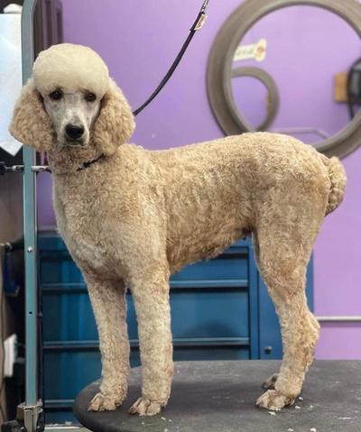 Southern Divine Kennels in North Carolina | Goldendoodle and Poodle ...