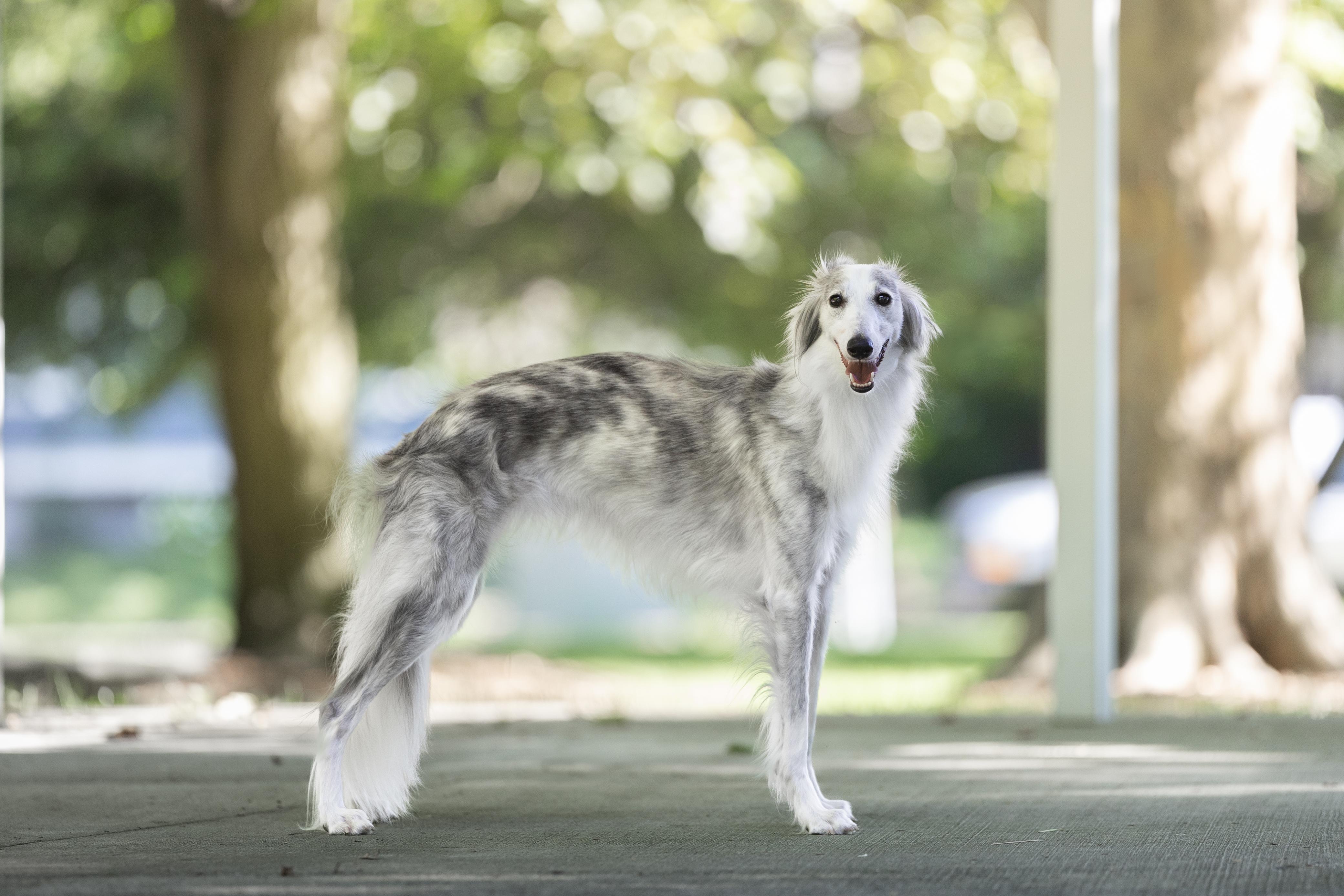 Donna's Silken Windhounds in Michigan | Silken Windhound puppies | Good Dog