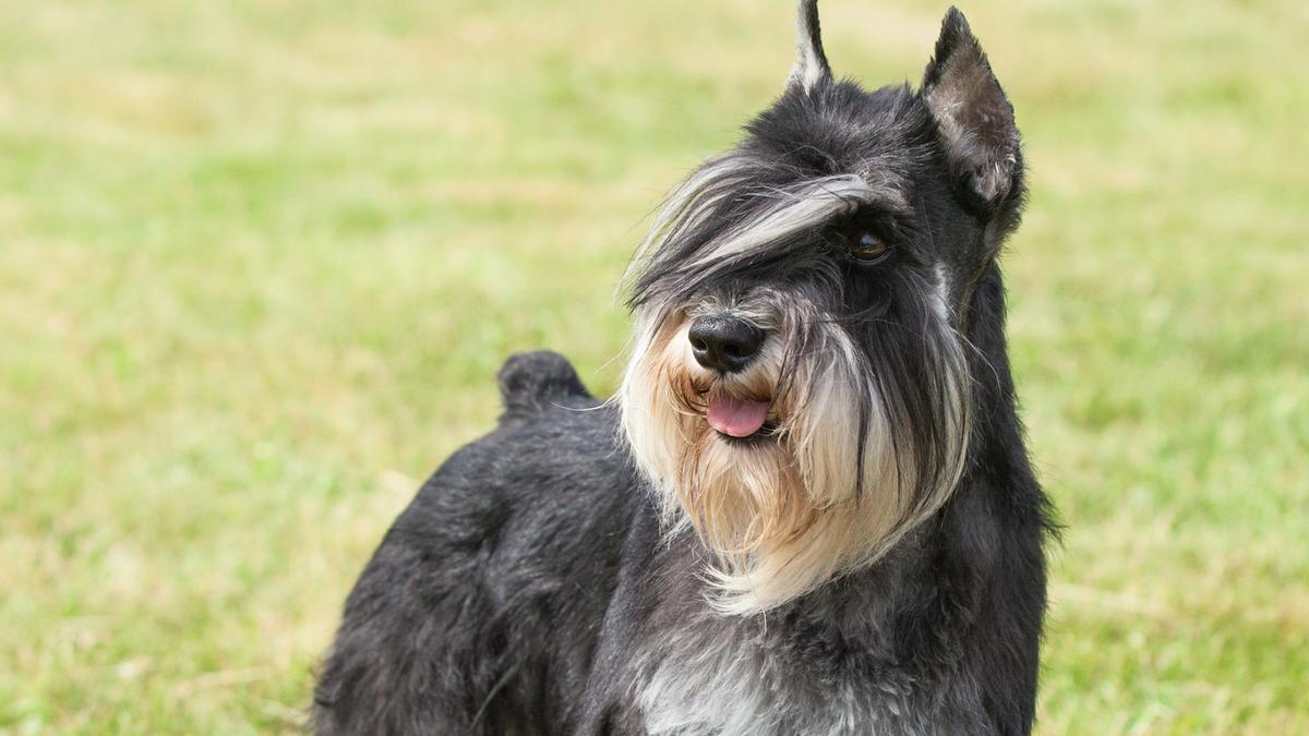 25 cute White Miniature Schnauzer puppies for sale | Good Dog