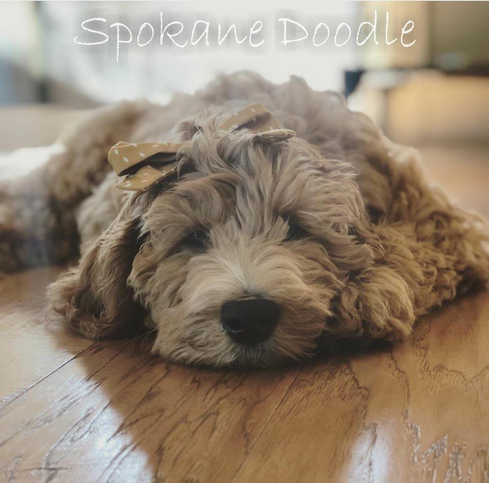 Spokane Doodle in Washington | Labradoodle puppies | Good Dog