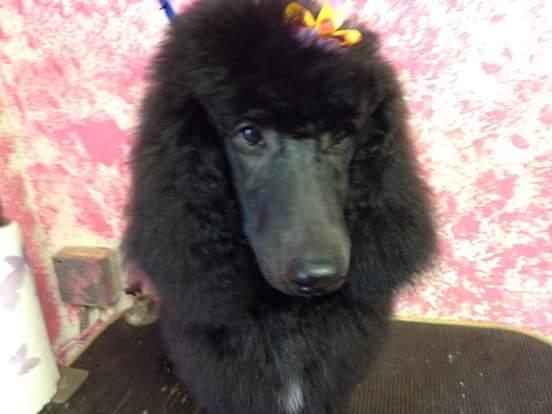 Debbie's Standard Poodle Angels in Florida | Poodle puppies | Good Dog