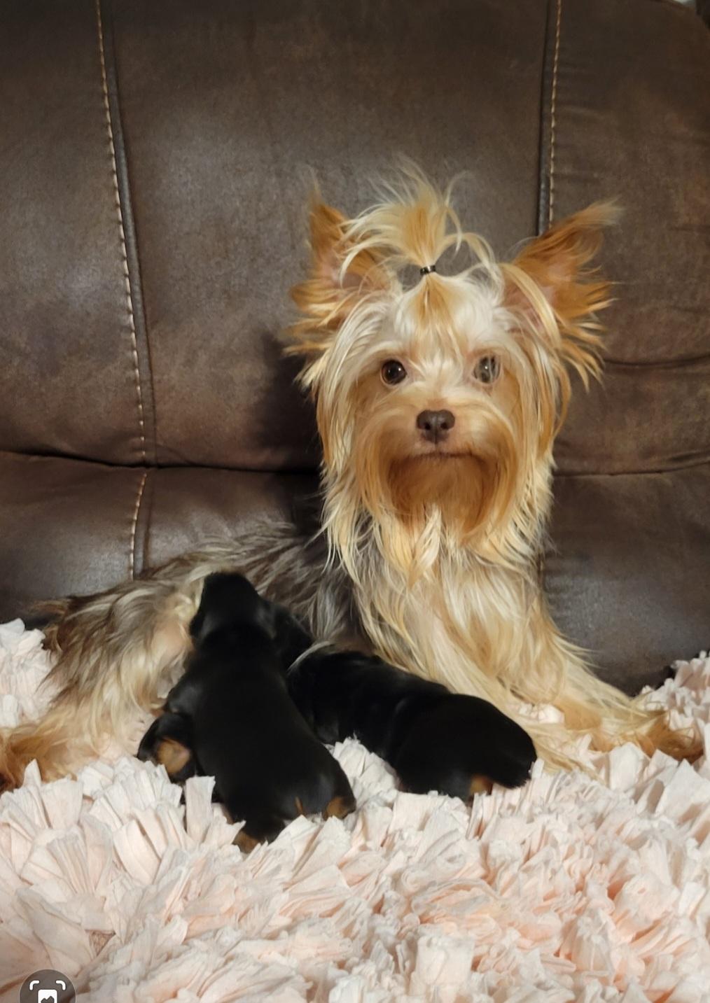 Yorkies by Casey in Florida | Yorkshire Terrier puppies | Good Dog