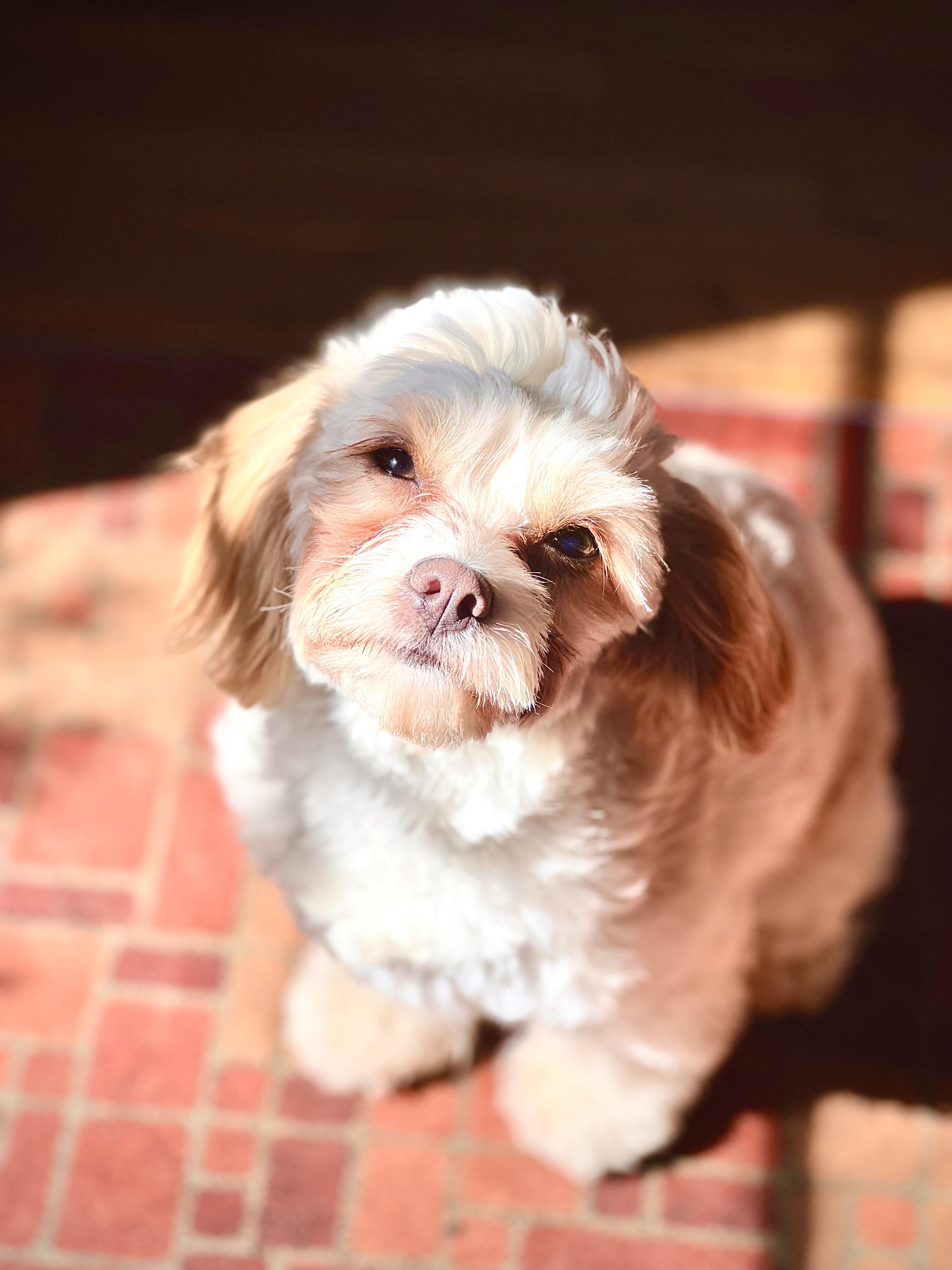 Kay’s Cutie Poos in Arkansas | Cavapoo, Morkie or Assorted Doodle ...