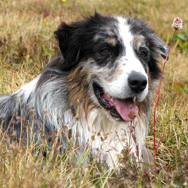 Aerie Ranch in Colorado | Australian Shepherd puppies | Good Dog