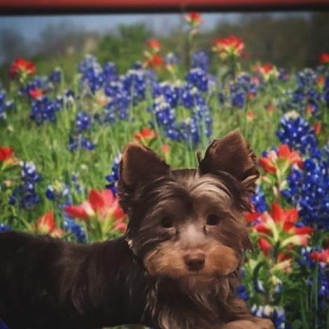 Loving Laps (Yorkies raised right ) in Arkansas | Yorkshire Terrier ...