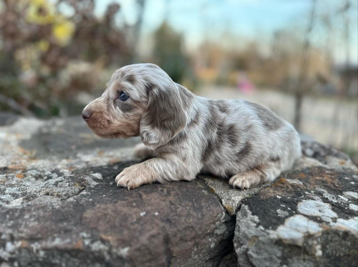 Brooke Crenshaw in Oklahoma | Dachshund puppies | Good Dog