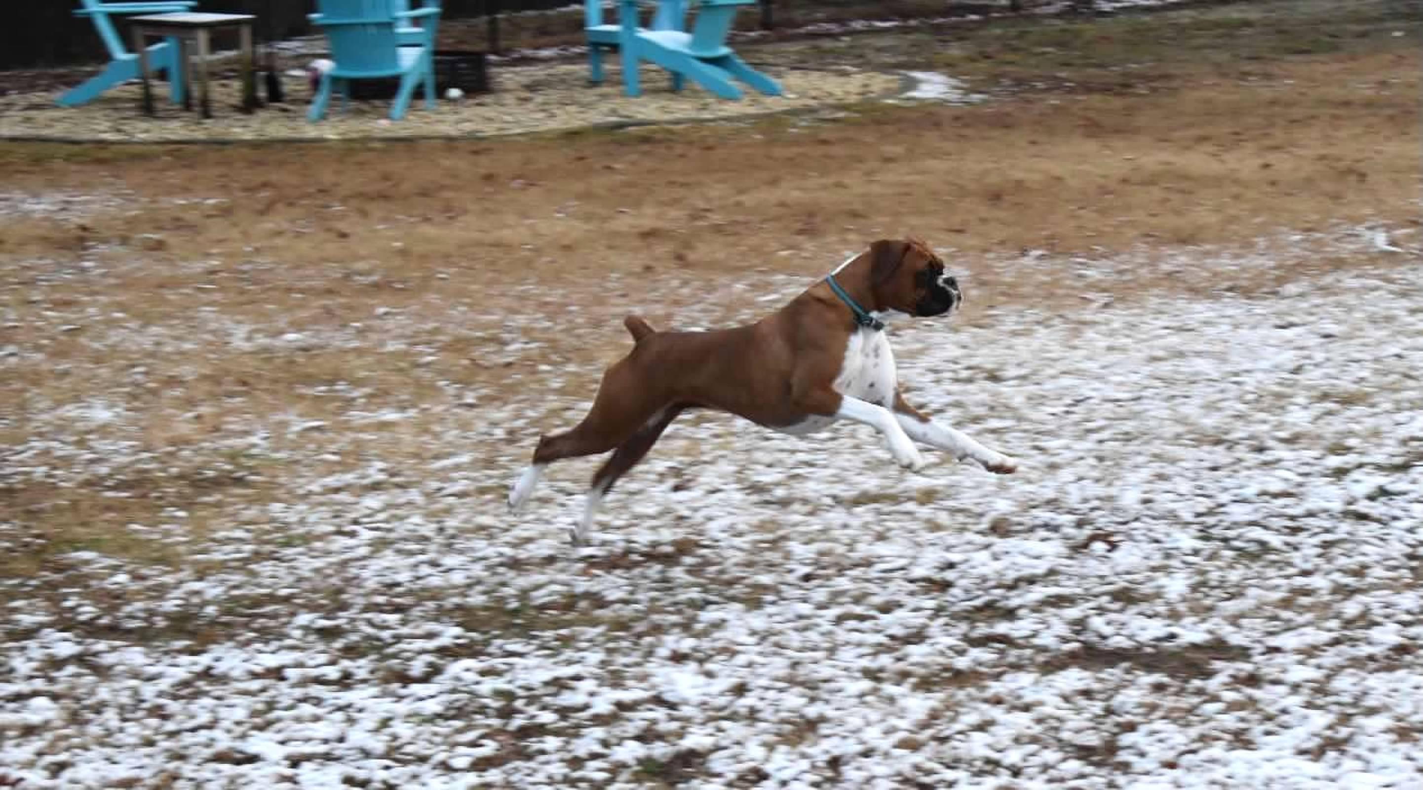 Riverside's Boxers in North Carolina | Boxer puppies | Good Dog
