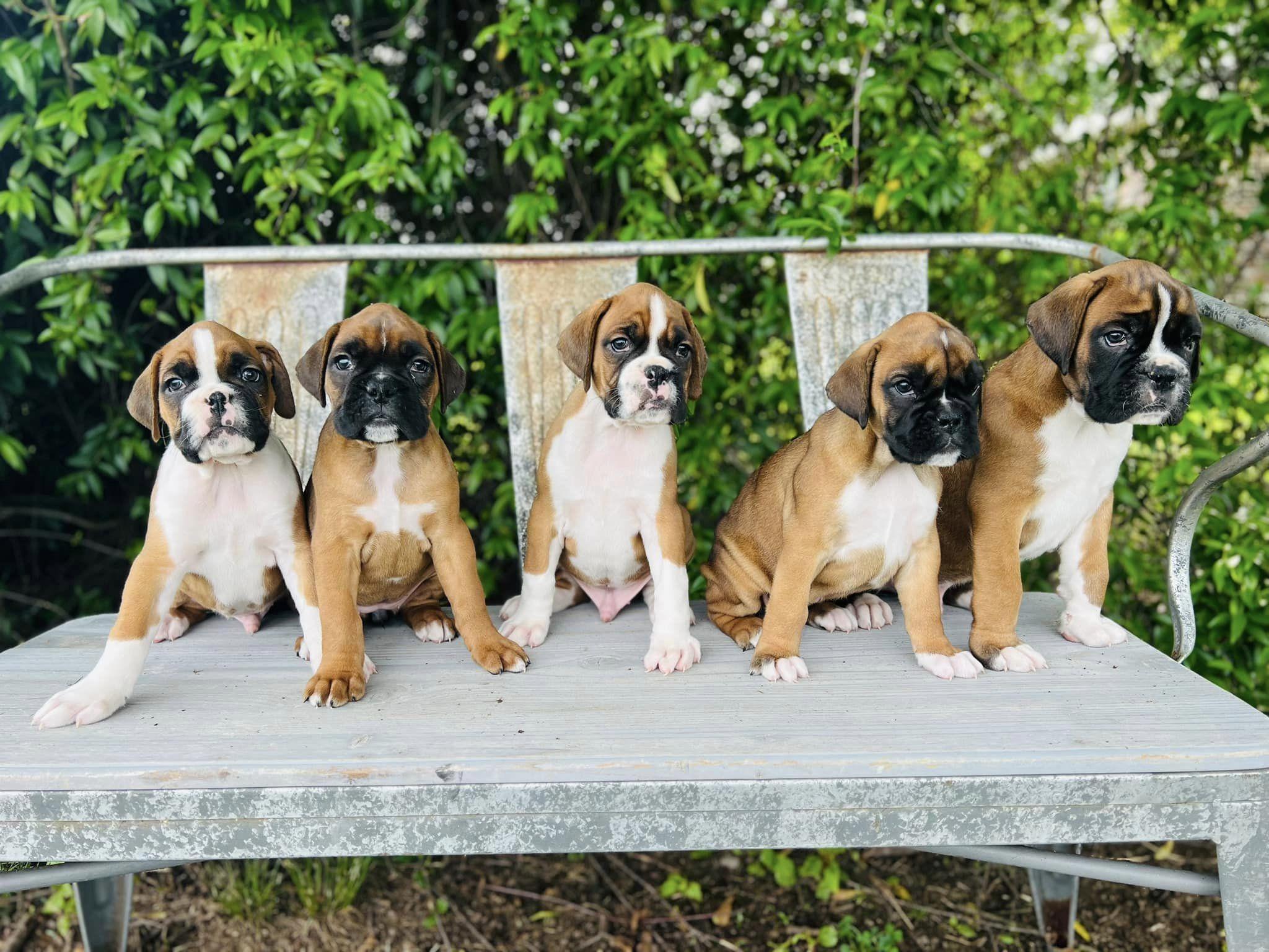 Smokin S Kennel in Alabama | Boxer puppies | Good Dog