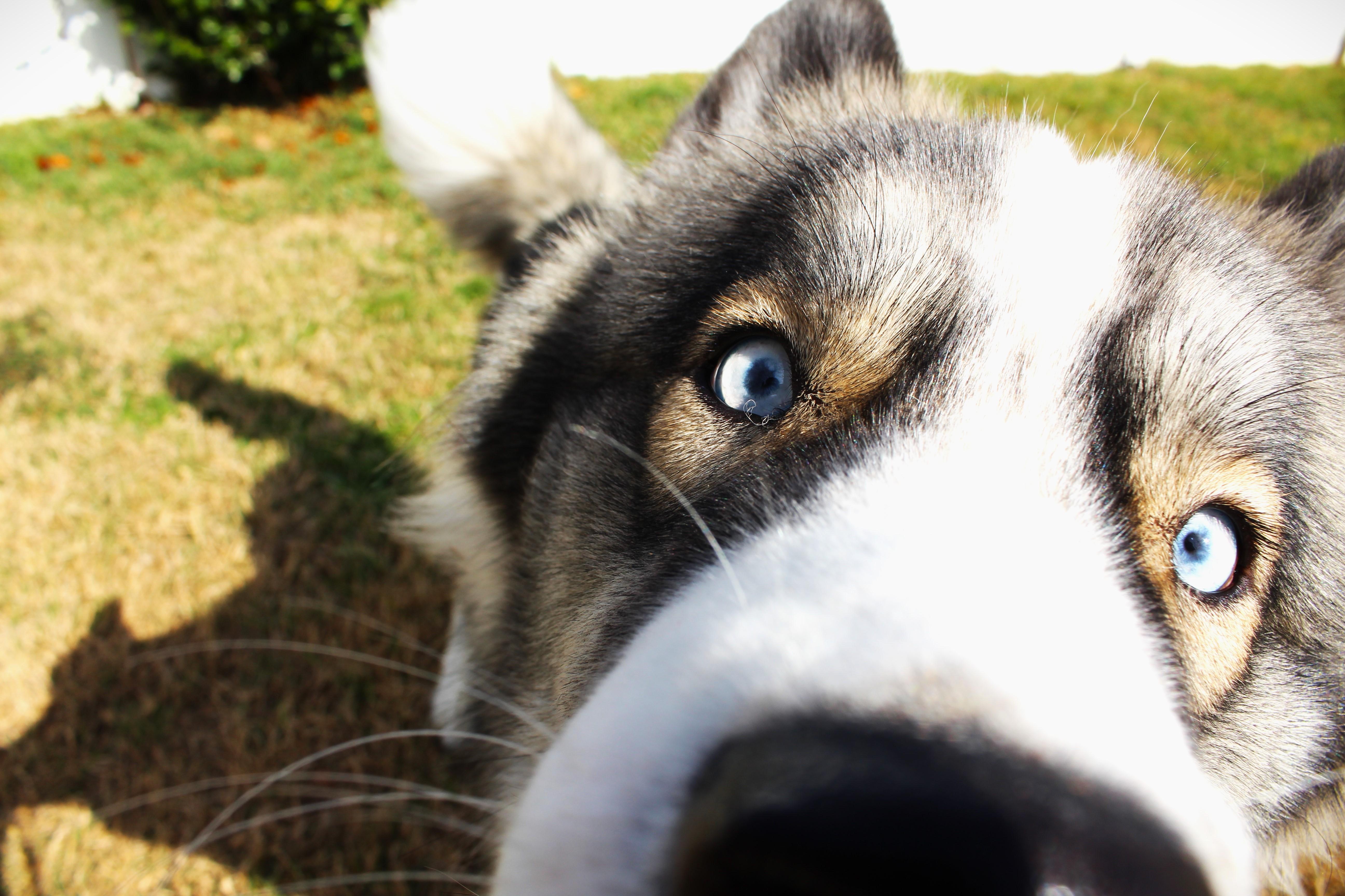 The Rulon Den in Florida | Siberian Husky puppies | Good Dog