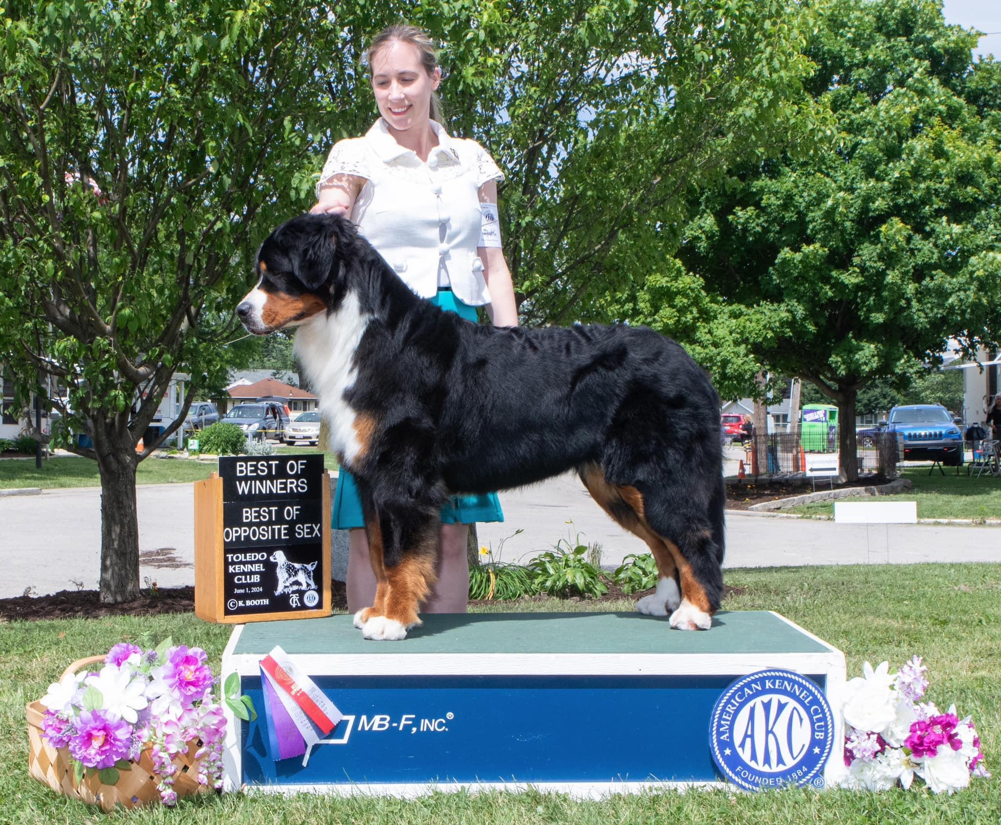 Tenacity Bernese Mountain Dogs in Ohio | Bernese Mountain Dog puppies ...