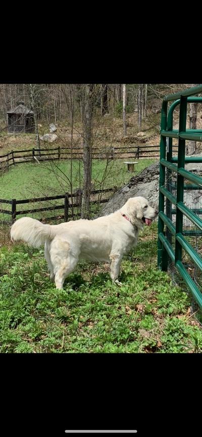 Tranquility Farm in Connecticut | Golden Retriever puppies | Good Dog