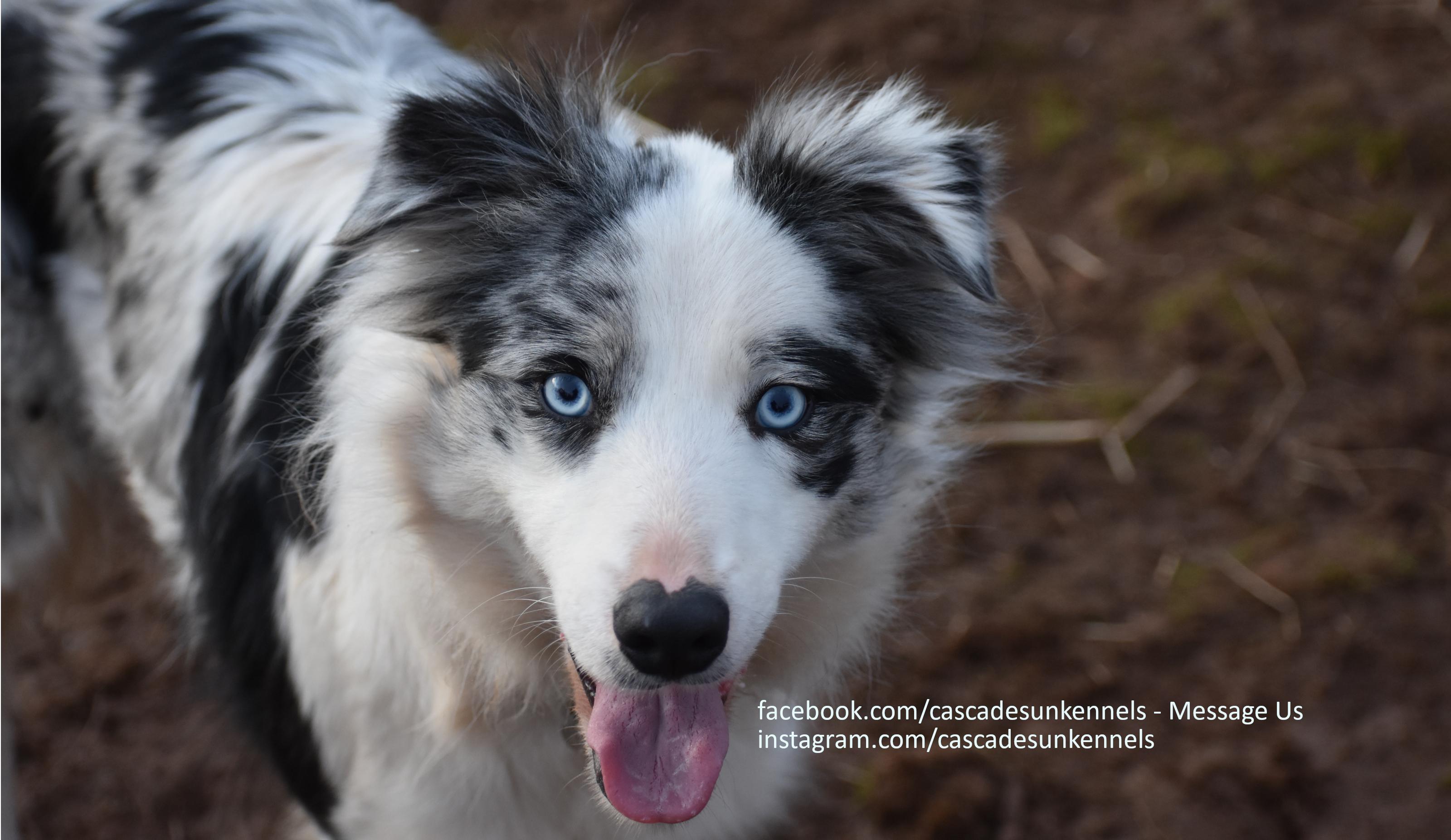 Cascade Sun Kennels in Oregon | Border Collie puppies | Good Dog