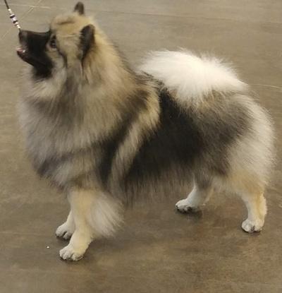 Vivid Keeshond and poms in Colorado | Keeshond and Pomeranian puppies ...