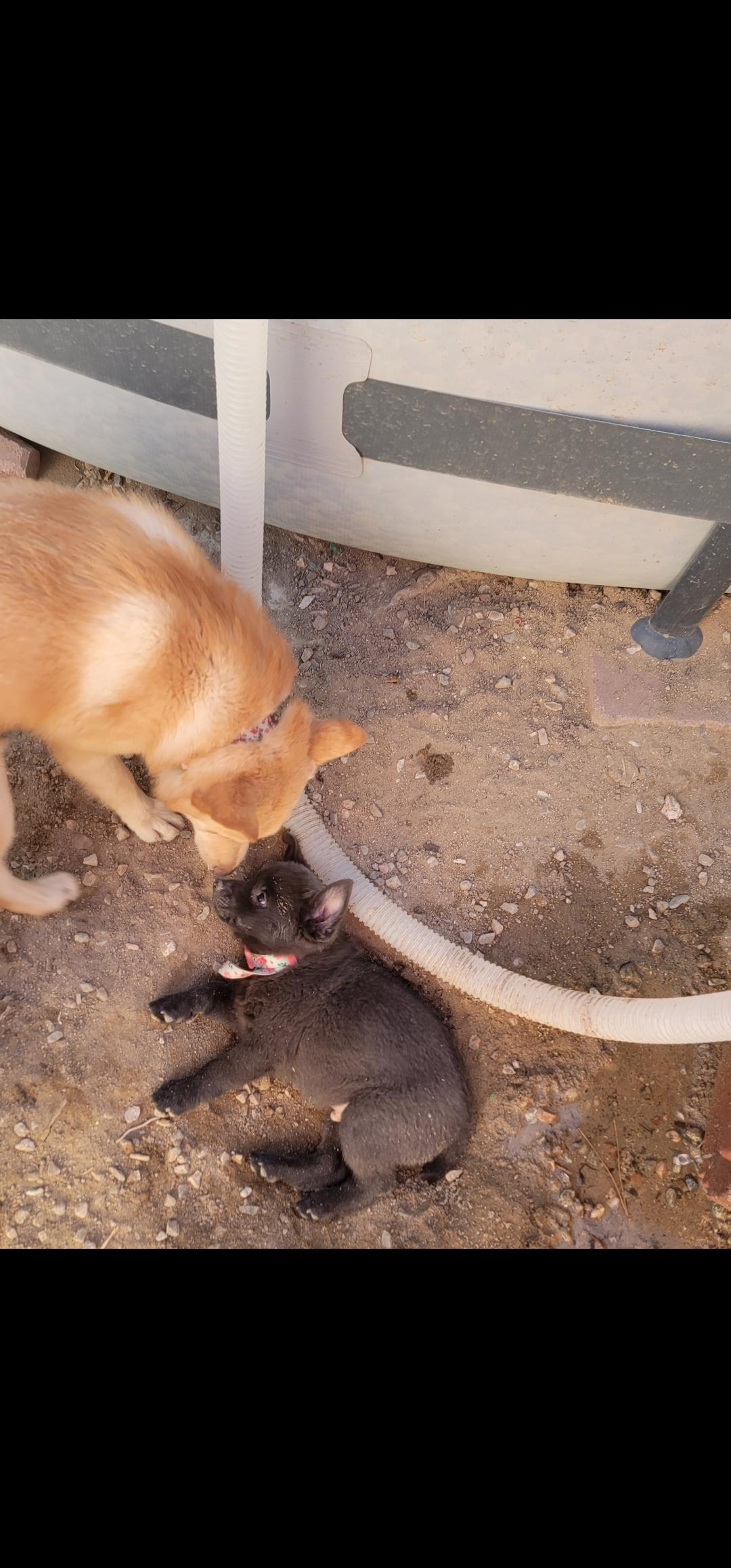 Light's Family Farm & Schipperke Ranch in California | Schipperke ...
