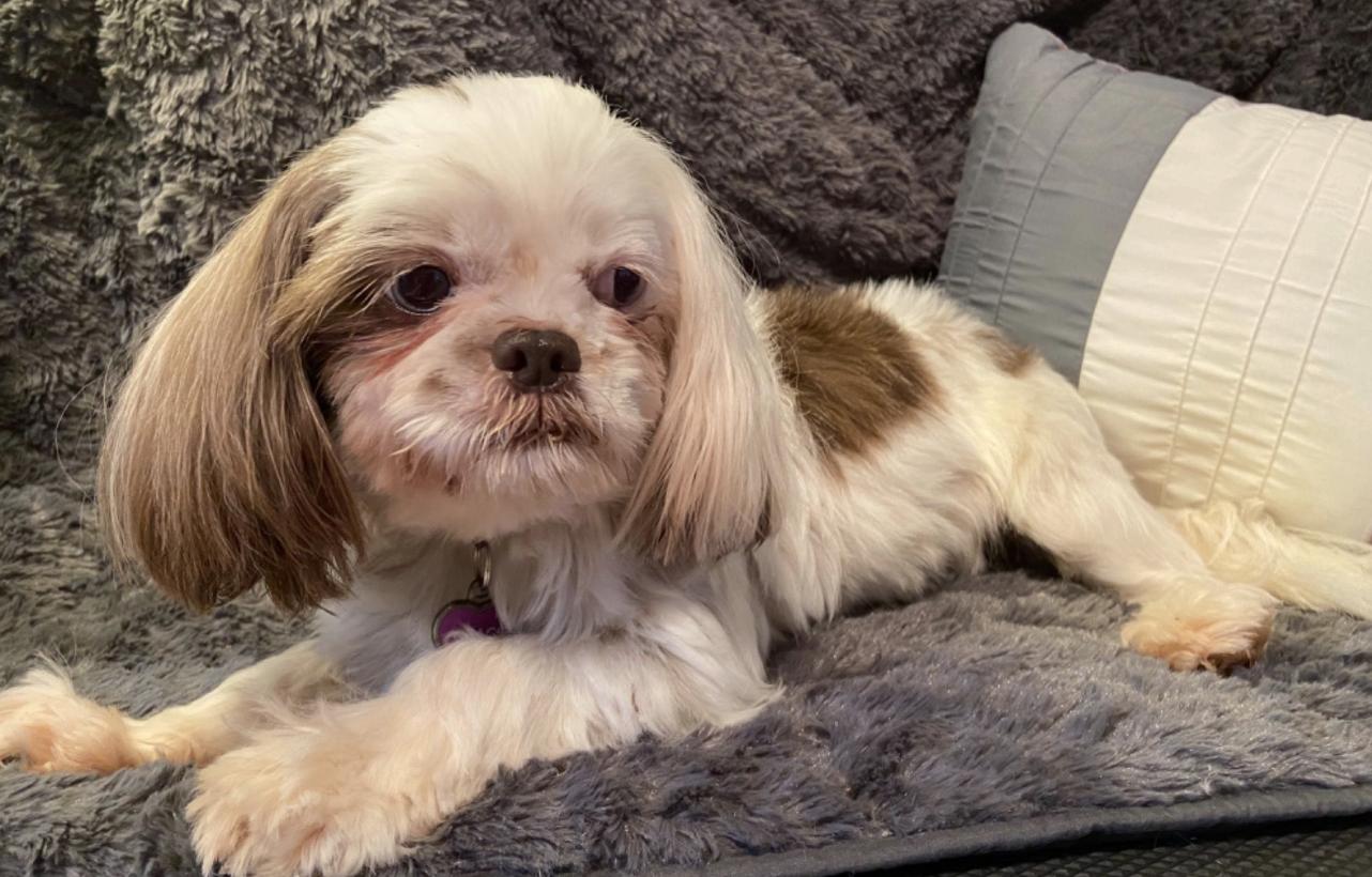 Puppy Paw Prince in North Carolina | Shih Tzu puppies | Good Dog