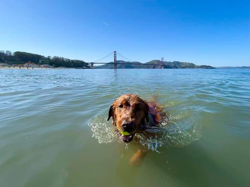 Blessed Goldens in California | Golden Retriever puppies | Good Dog