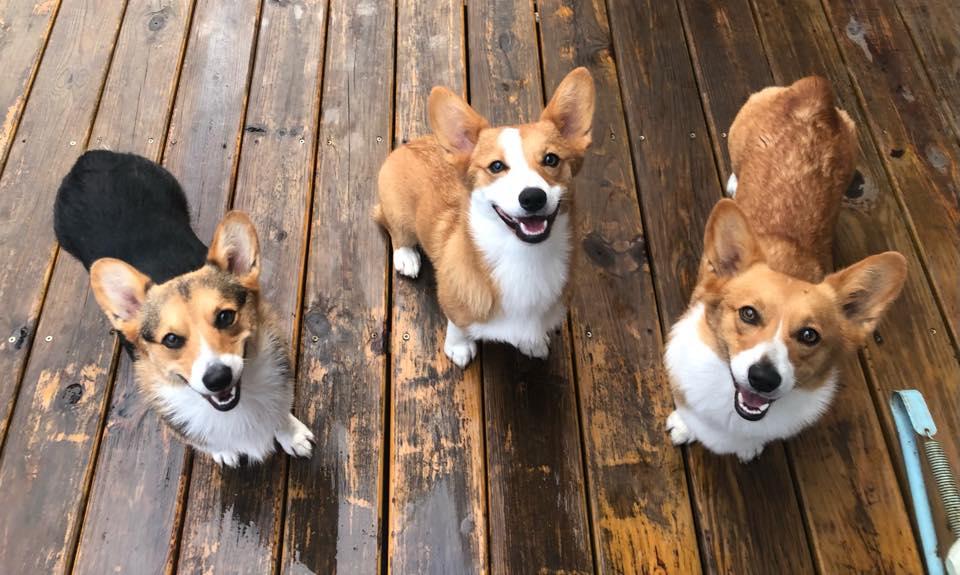 Lucky Penny Corgis in North Carolina | Pembroke Welsh Corgi puppies ...