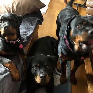 Ridge Rottweilers in Michigan | Rottweiler puppies | Good Dog
