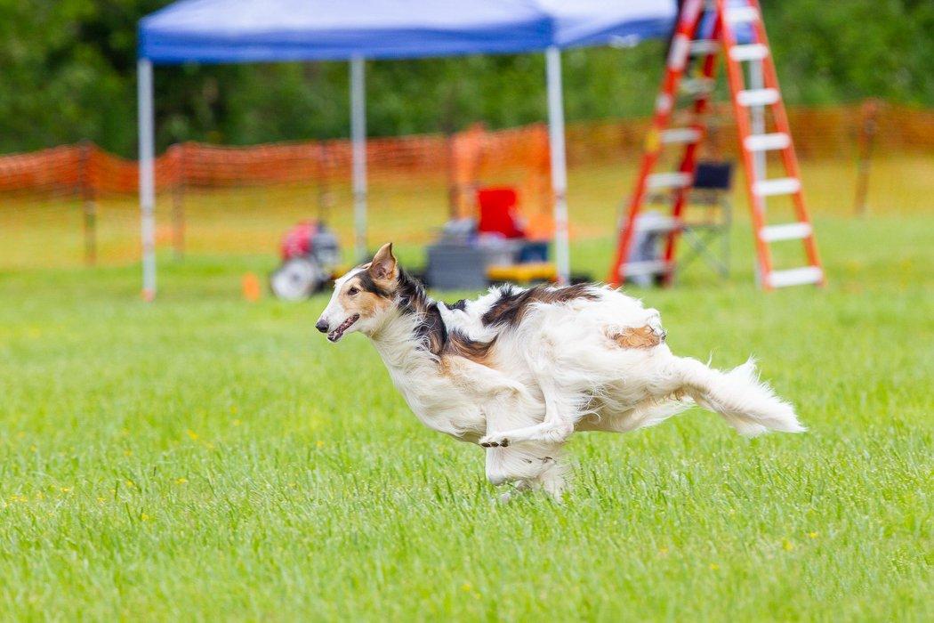 Haney-Ray J's in Washington | Borzoi and German Shepherd puppies | Good Dog