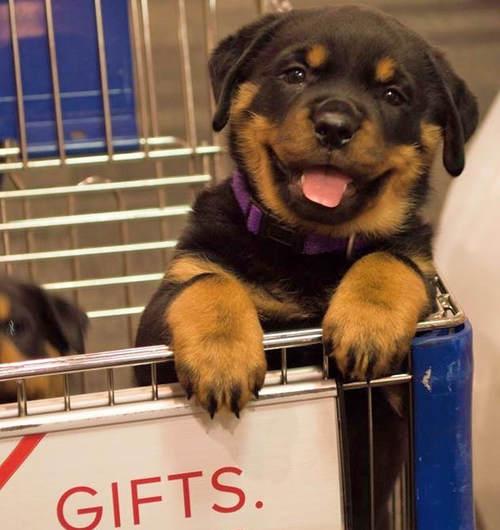 JungerSohn in Oregon | Rottweiler puppies | Good Dog