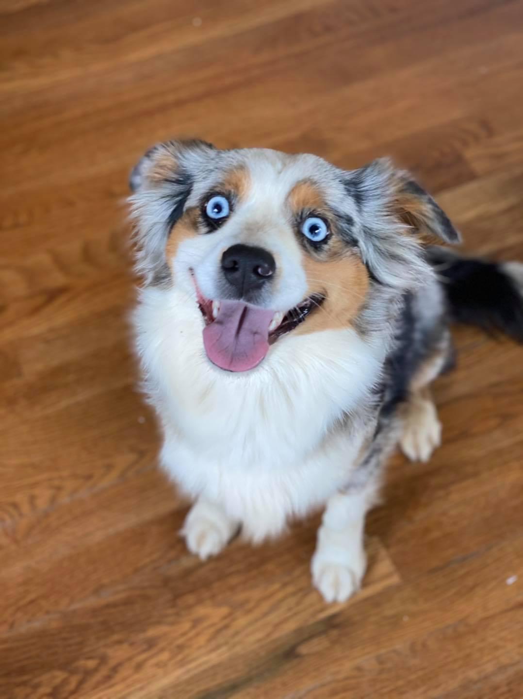 Stanleyville Farm Mini Aussies in Georgia | Miniature Australian ...