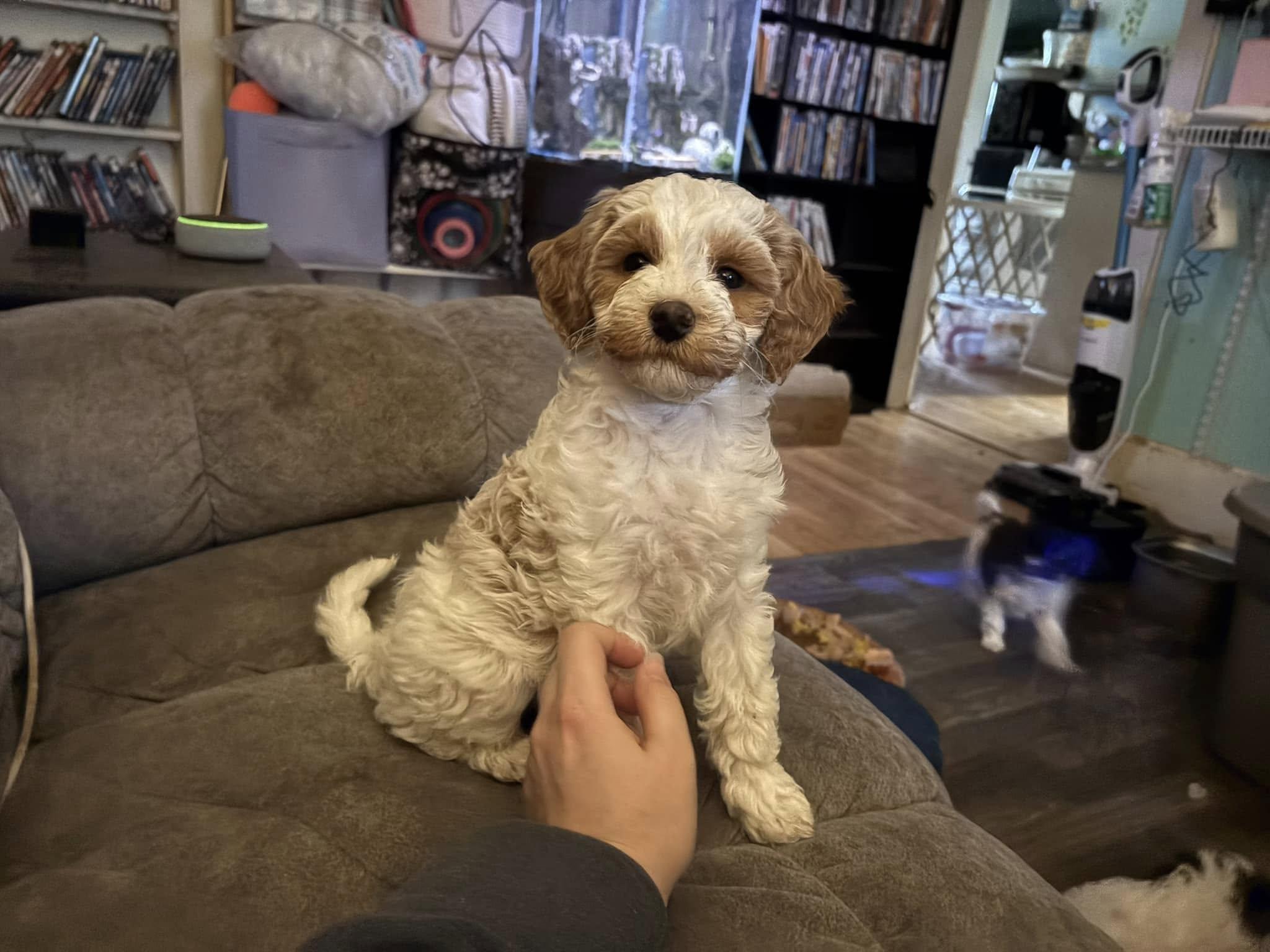 Smiths Fluffy butts in Michigan | Cavapoo and Yorkshire Terrier puppies ...